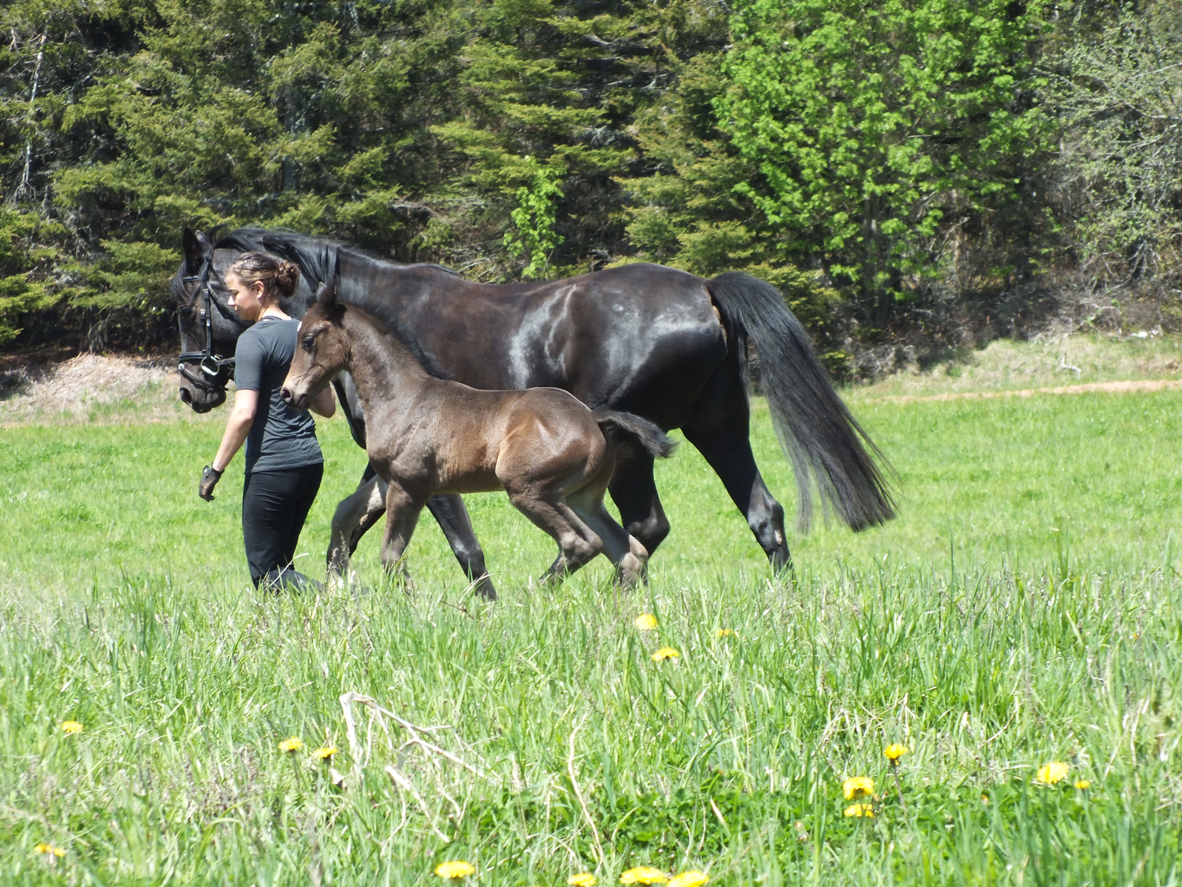 Pfera Wins BioInnovation Challenge | Entrevestor.com